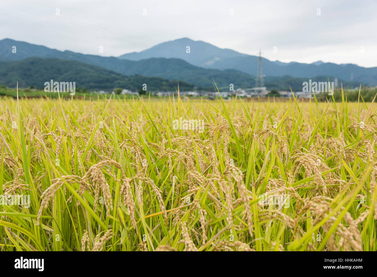 Rice Field in Harvest, Isehara City, Kanagawa Prefecture, Japan Stock ...