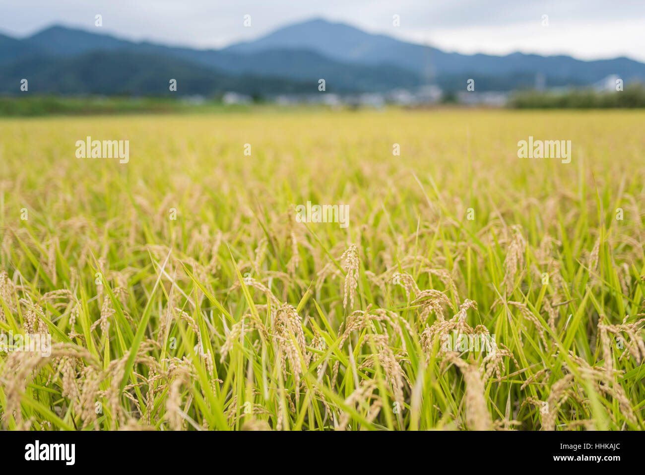 Rice Field in Harvest, Isehara City, Kanagawa Prefecture, Japan Stock ...