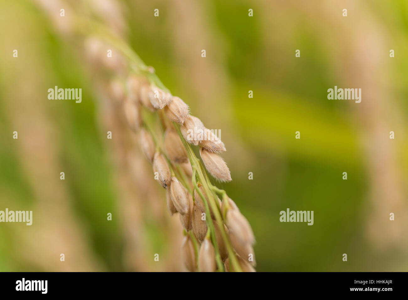 Rice Field in Harvest, Isehara City, Kanagawa Prefecture, Japan Stock ...