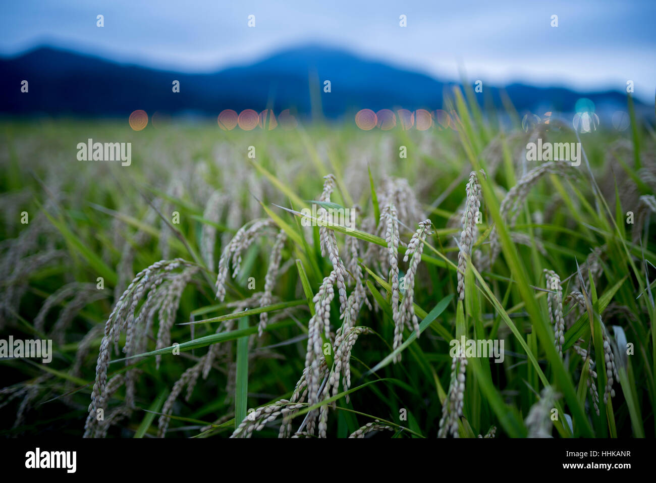 Rice Field in Harvest, Isehara City, Kanagawa Prefecture, Japan Stock ...