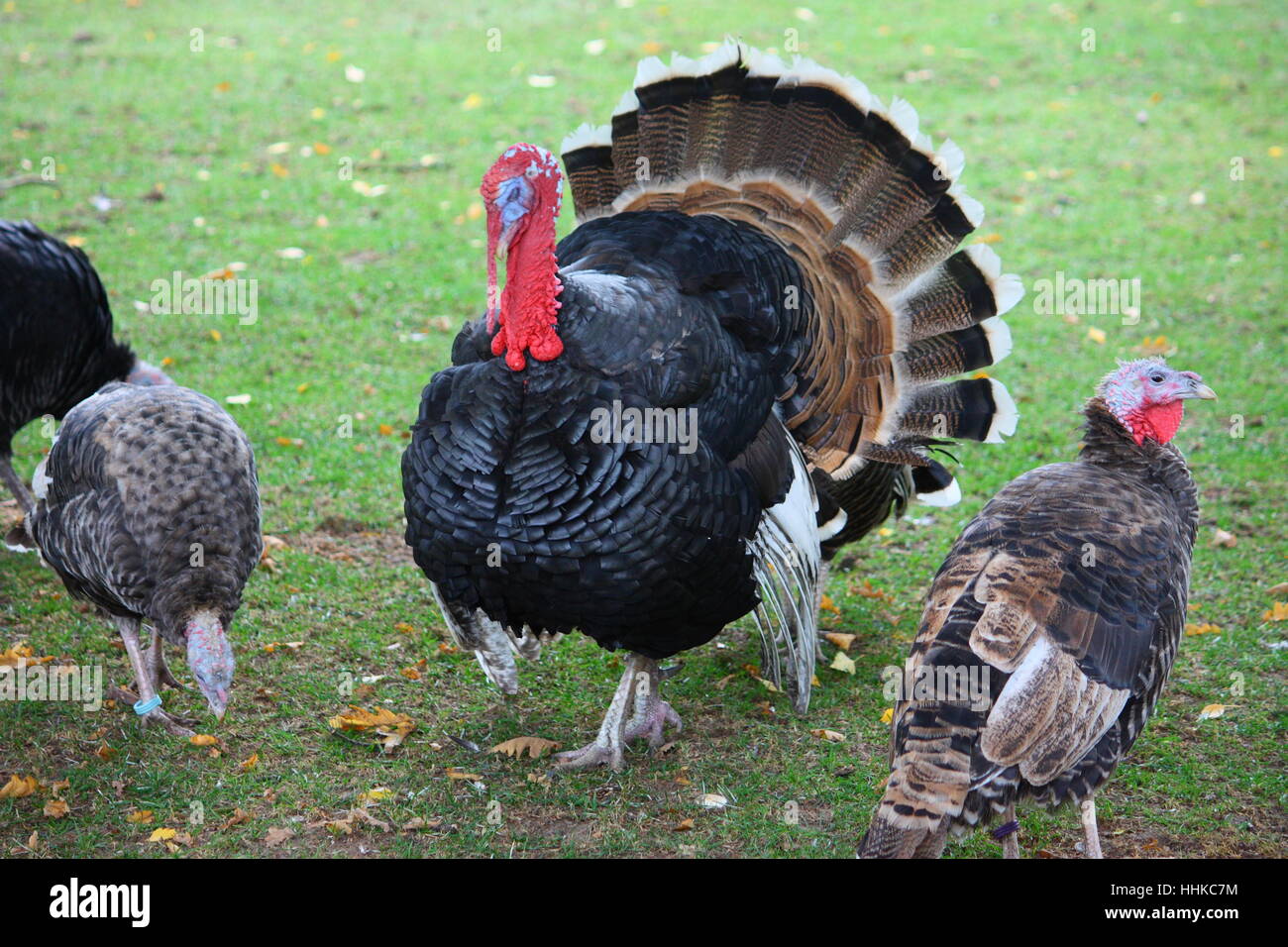 animal, bird, birds, turkey, animal, bird, green, male, masculine ...