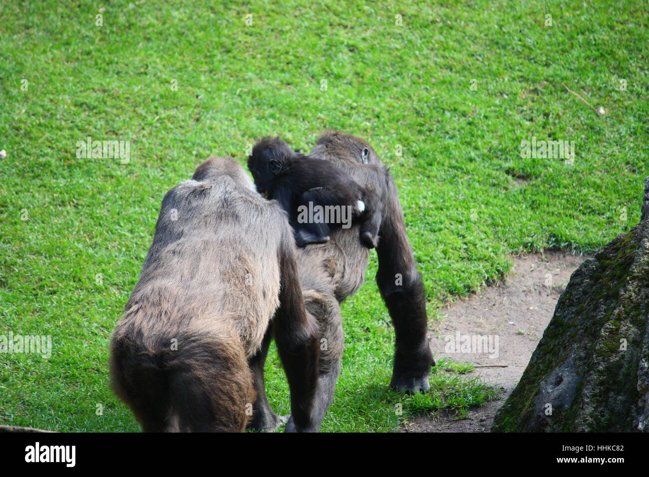 monkeys in the zoo Stock Photo - Alamy