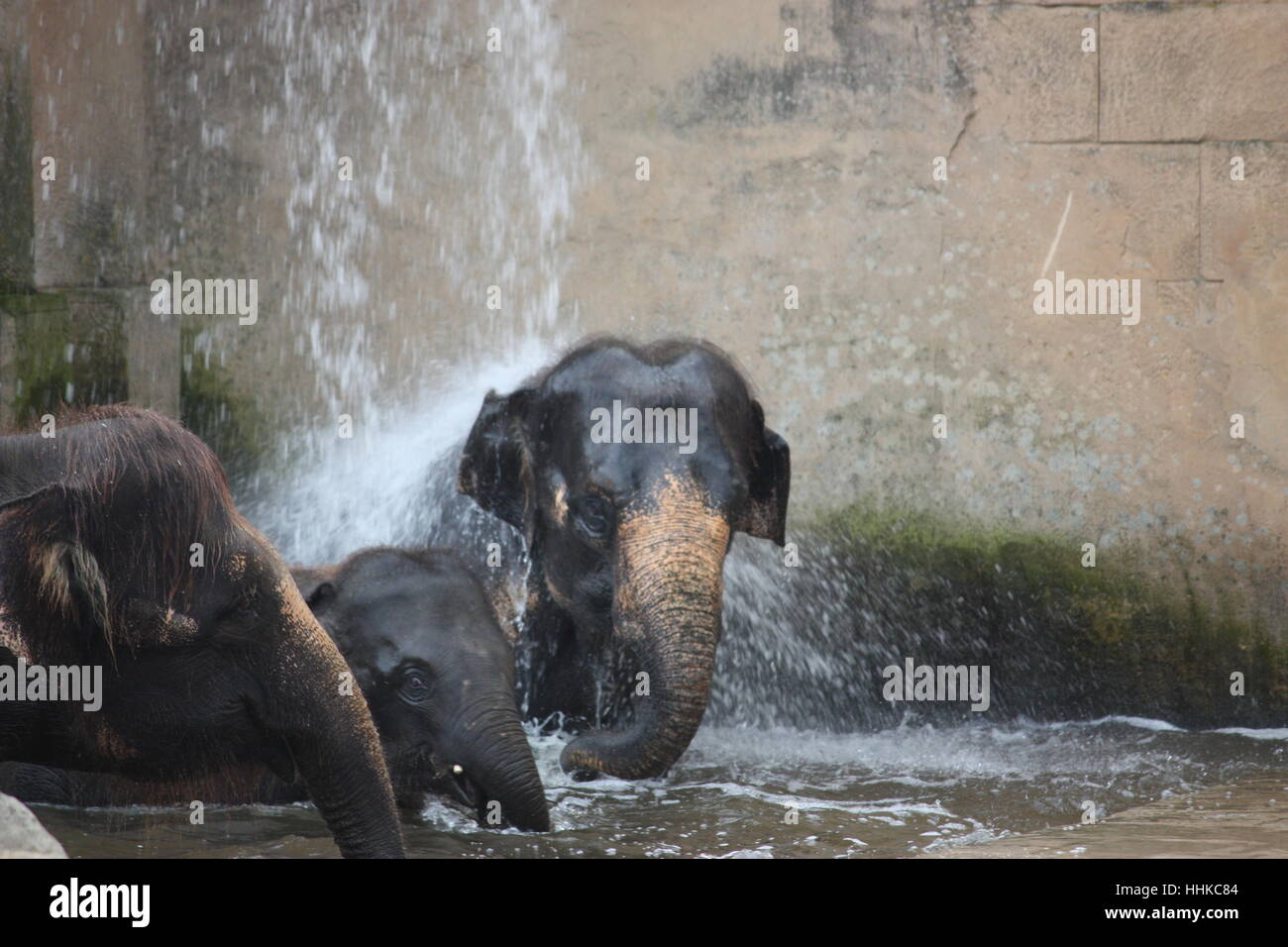 monkeys in the zoo Stock Photo - Alamy