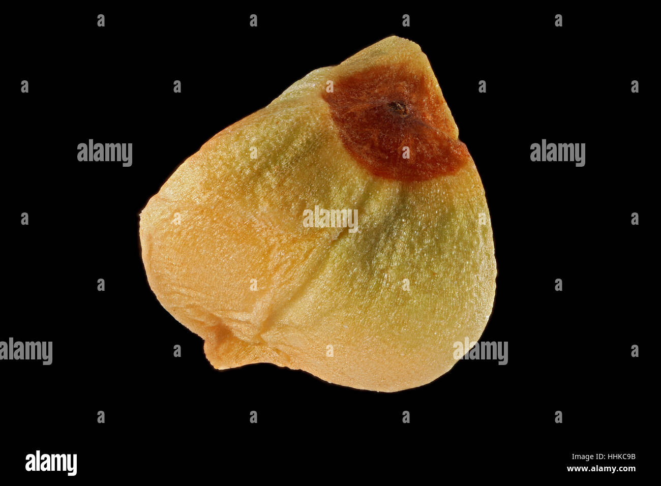 Fagopyrum esculentum, Buckwheat, Echter Buchweizen, seed, close up ...