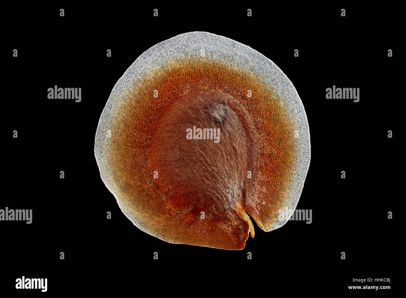 Fibigia clypeata, Roman shields, Schildkresse, seed, close up, seed ...