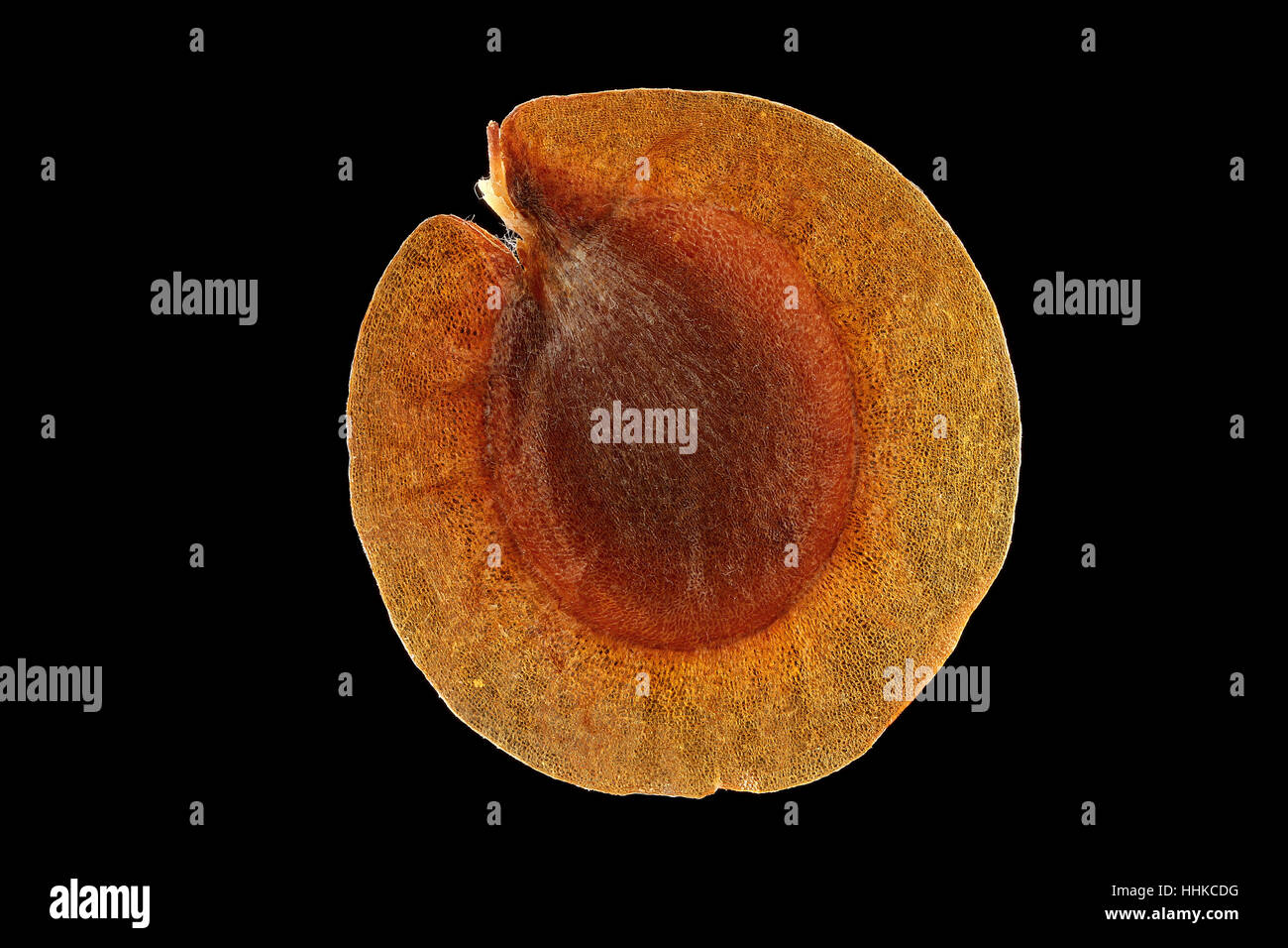 Fibigia clypeata, Roman shields, Schildkresse, seed, close up, seed ...