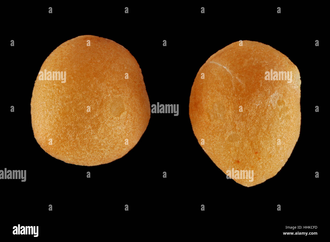 Ficus carica, Fig, Feige, seeds, close up, seed size 1.0-1.5 mm Stock ...