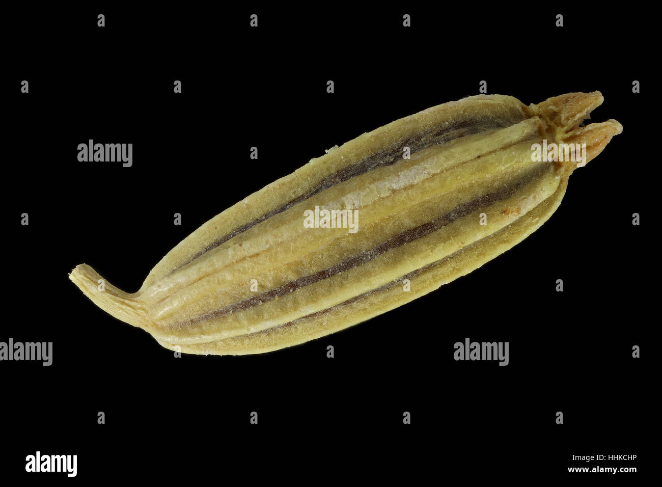 Foeniculum vulgare, Fennel, Fenchel, seed, close up, seed size 5-9 mm ...