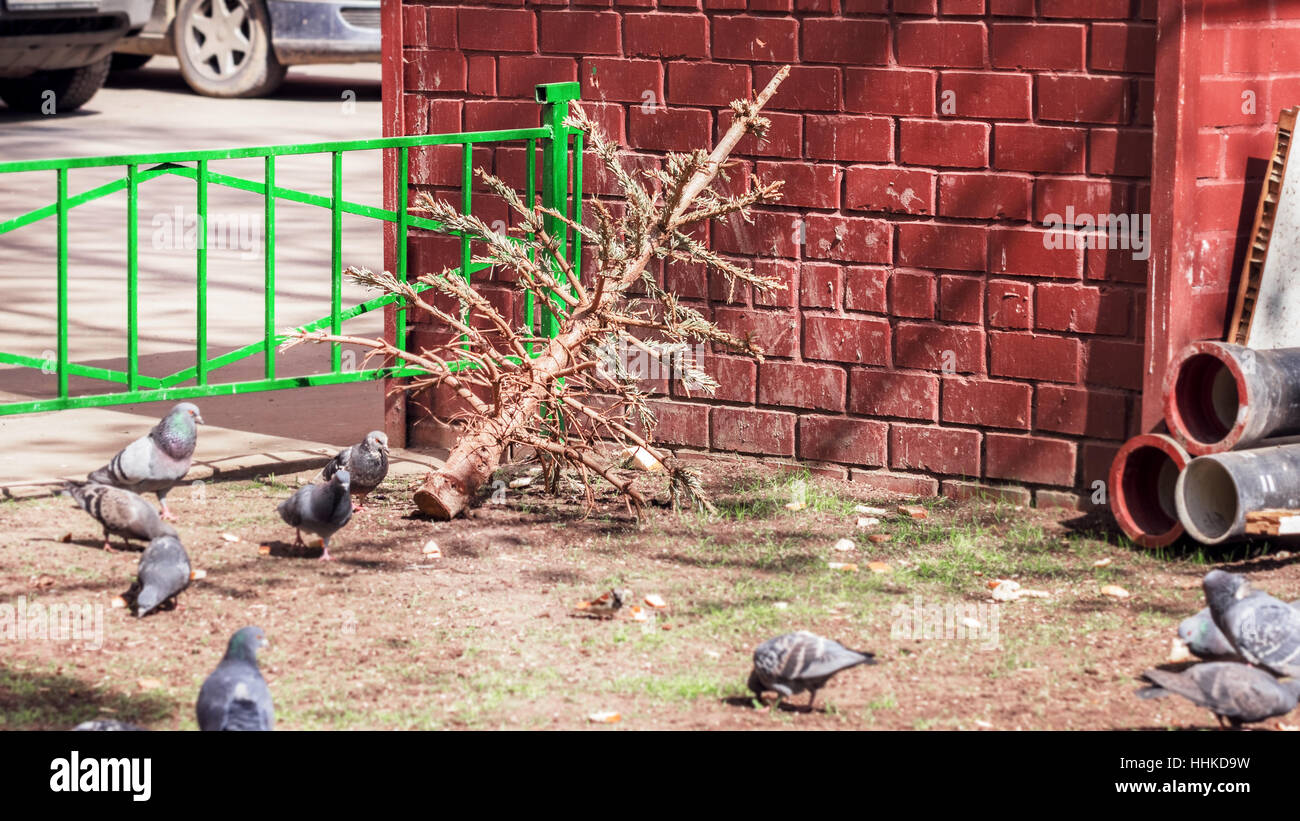 Dry Christmas tree at spring trash at sunny day Stock Photo - Alamy