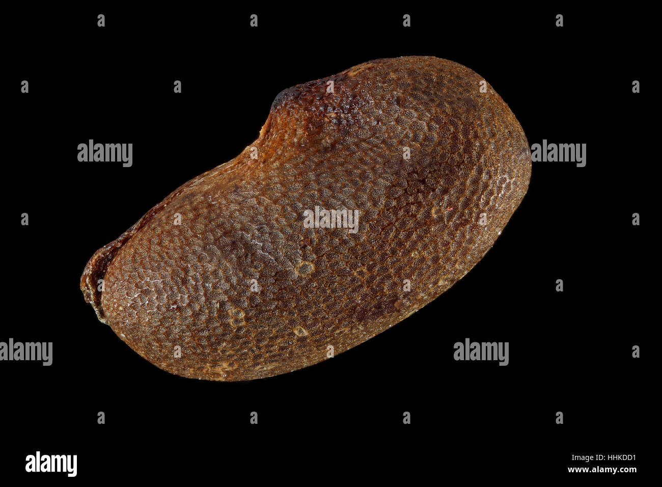 Geranium seeds hi-res stock photography and images - Alamy