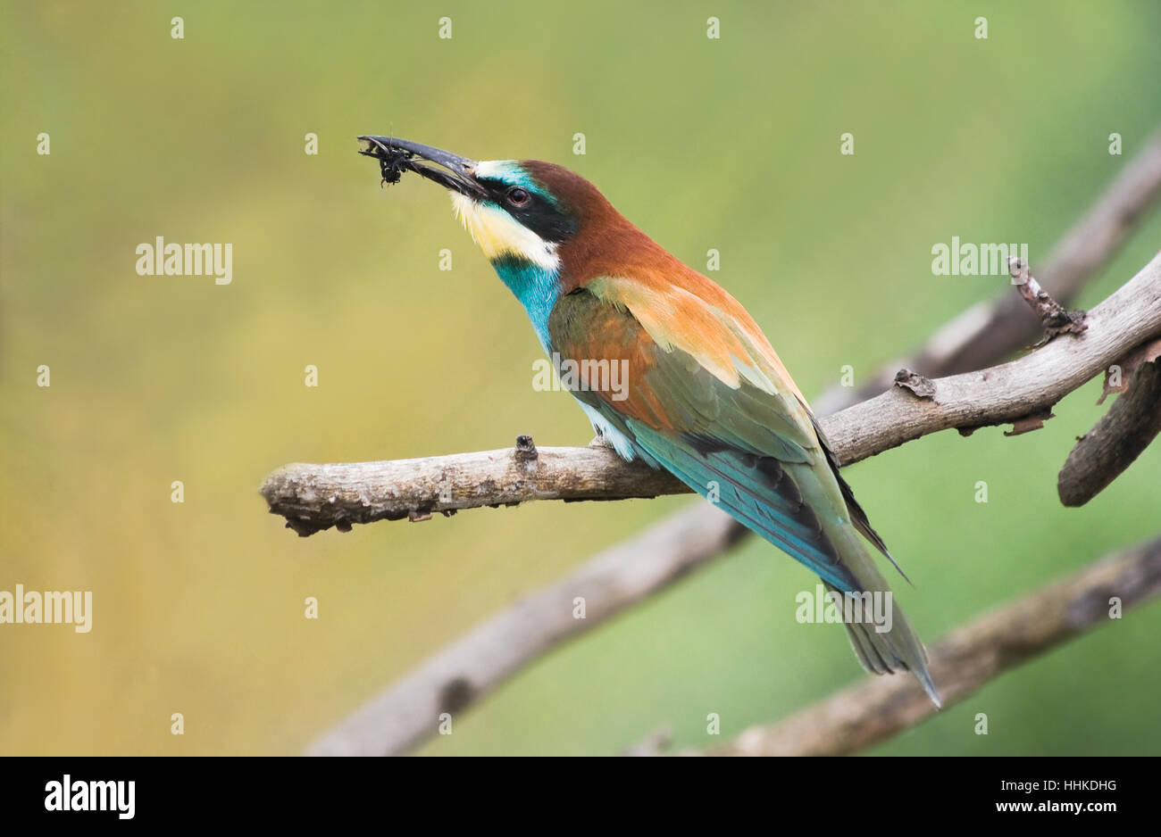 blue, colour, animal, bird, insects, green, africa, coloured, colourful ...