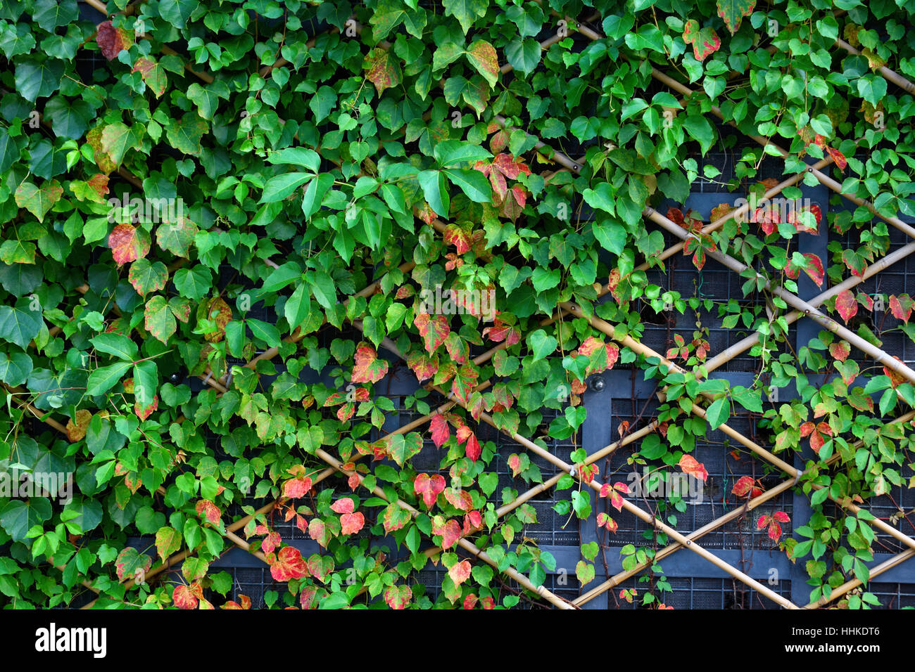 house, building, leaf, city, town, model, design, project, concept ...