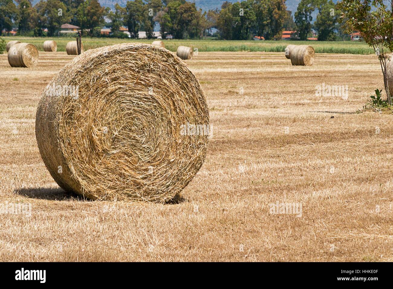 Straw barn farm fodder hay storage hi-res stock photography and images ...