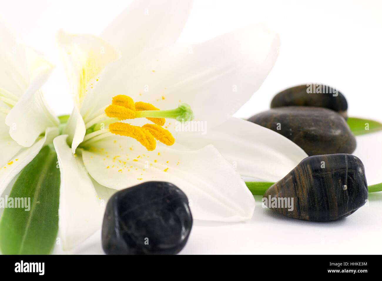 flower, plant, flowers, lily, lilies, shine, shines, bright, lucent ...