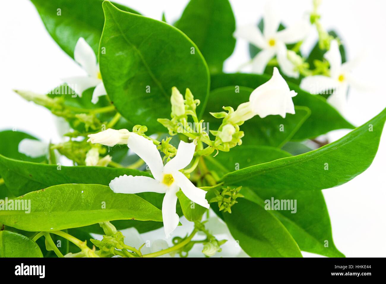 hedge, plant, close, beautiful, beauteously, nice, leaf, isolated ...