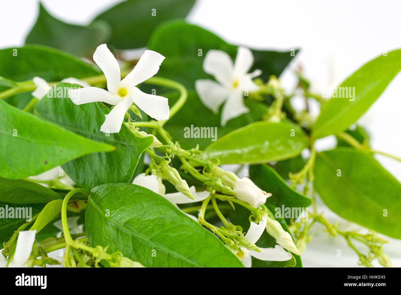 hedge, plant, close, beautiful, beauteously, nice, leaf, isolated ...