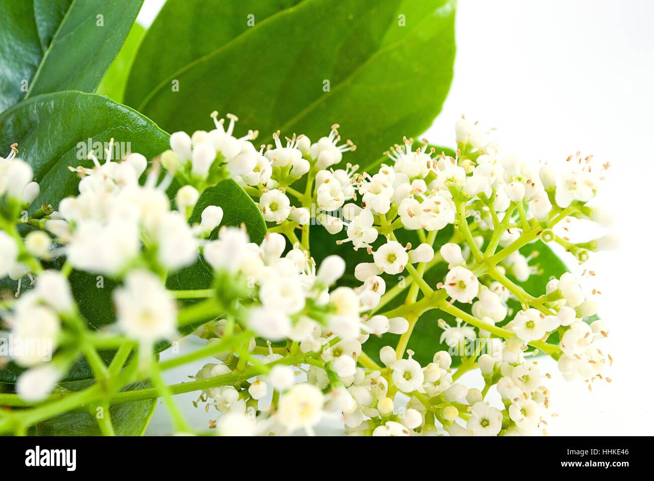 hedge, plant, leaf, city, town, isolated, closeup, garden, flower ...