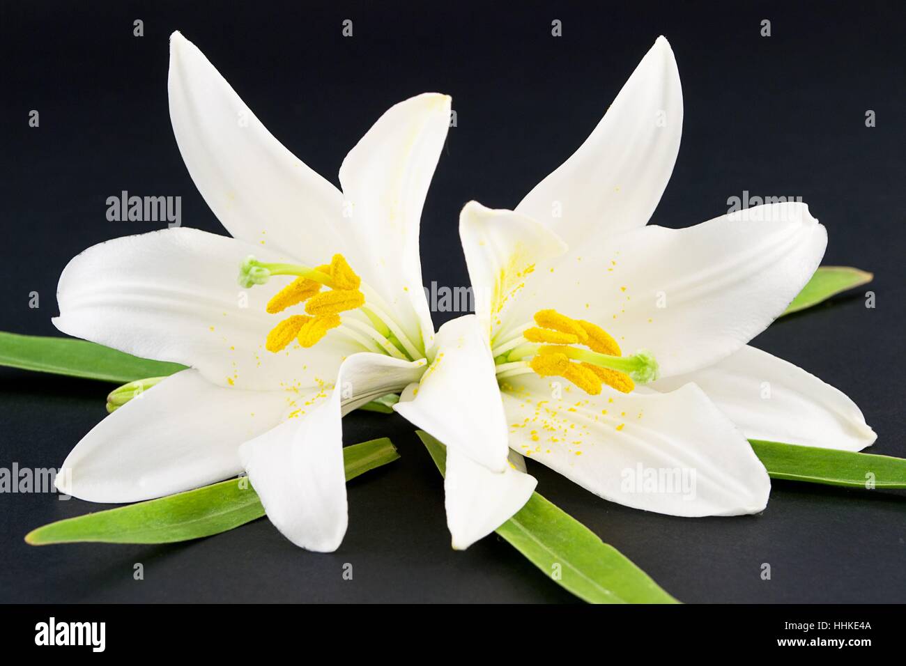 flower, plant, flowers, lily, lilies, shine, shines, bright, lucent ...