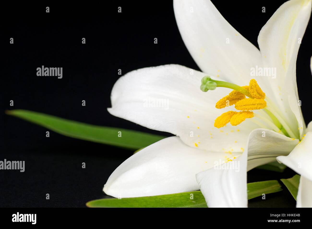 flower, plant, flowers, lily, lilies, shine, shines, bright, lucent ...