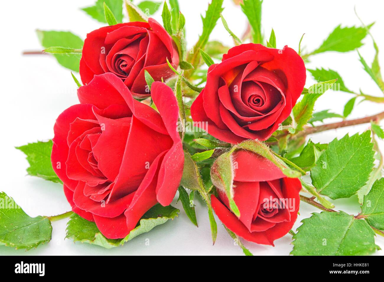 Nice Pictures Of Rose Flowers