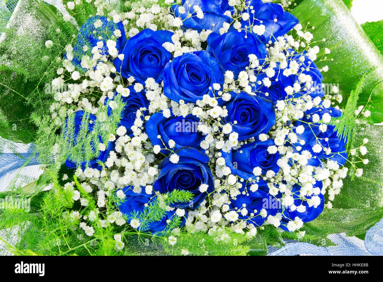 Beautiful Blue Rose Flowers 72,389 Blue Rose Bud Royalty Free Images,