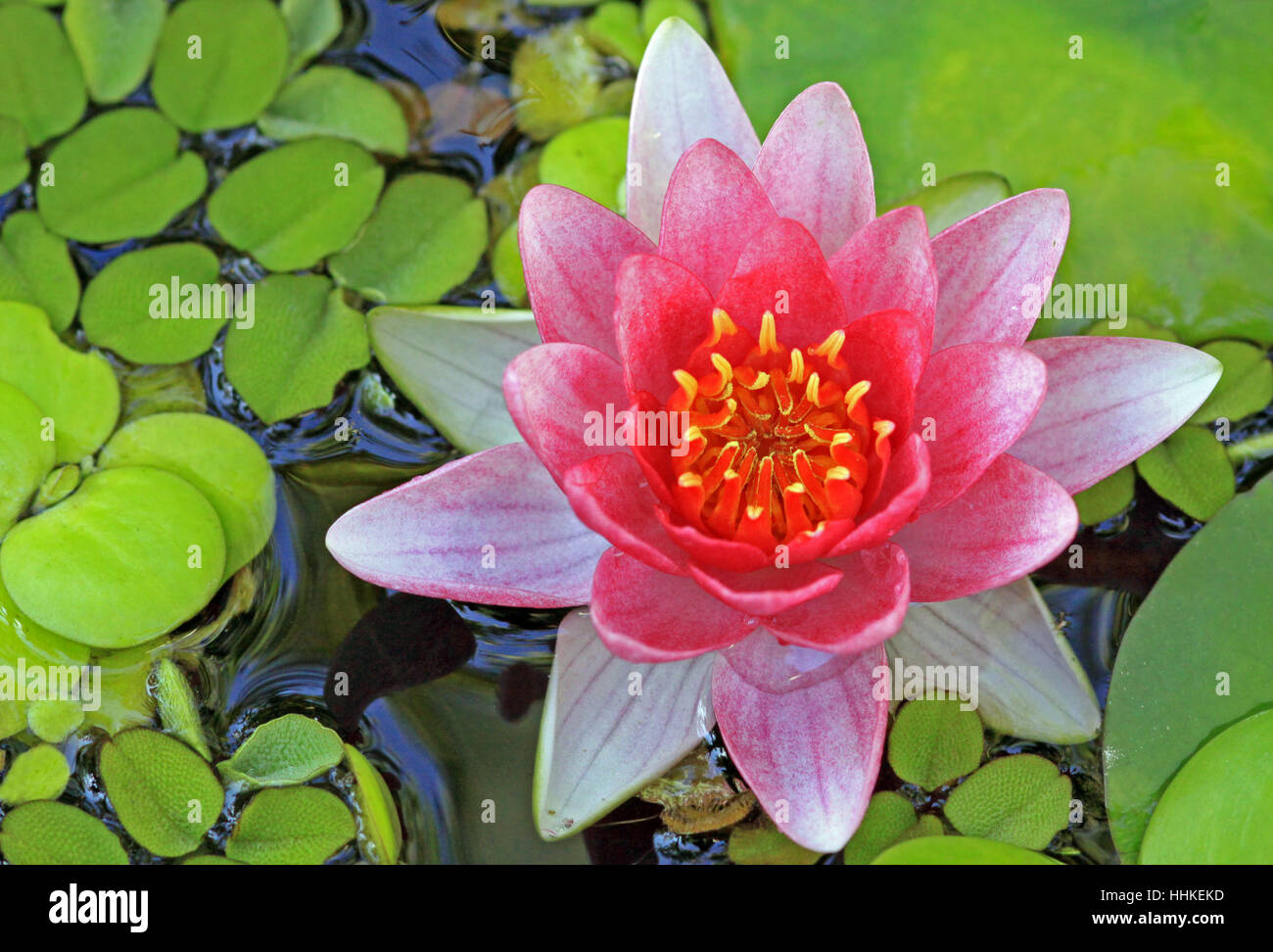 flower, plant, water lily, aquatic plant, damask rose, pink, macro ...