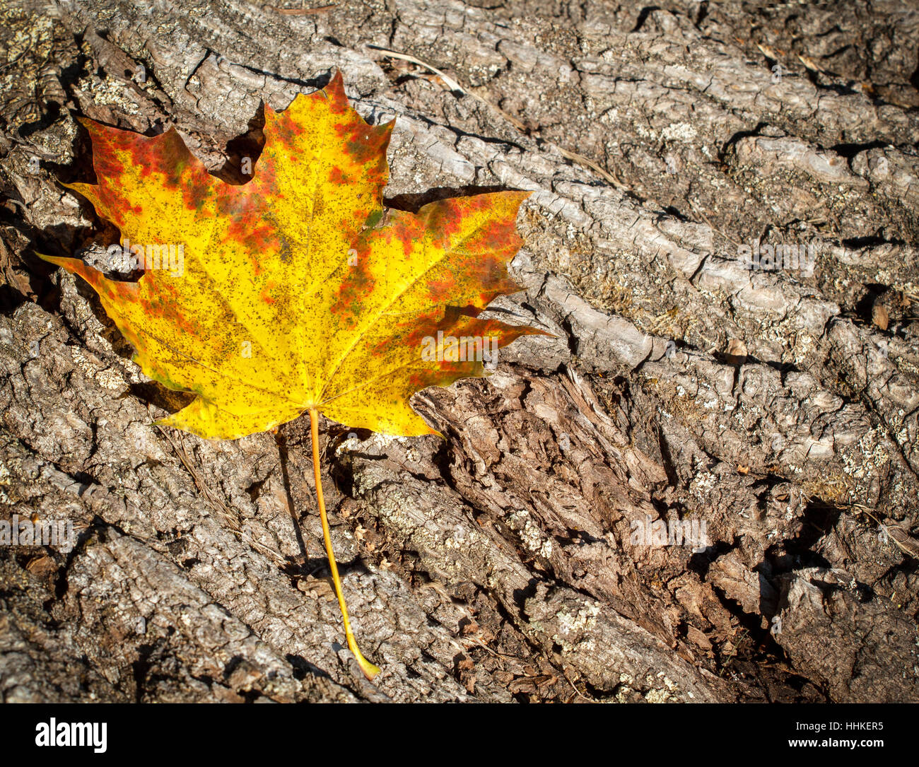 backdrop, background, fall, autumn, leaf, detail, art, colour, model ...