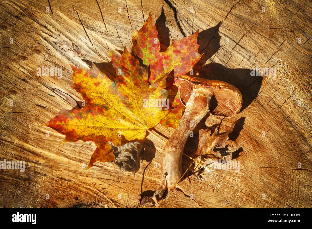 backdrop, background, fall, autumn, leaf, detail, art, colour, model ...
