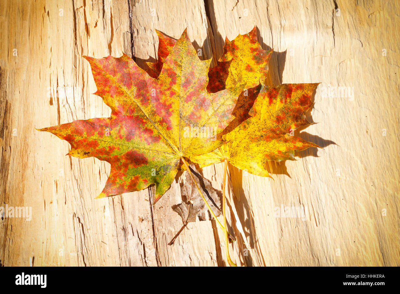 backdrop, background, fall, autumn, leaf, detail, art, colour, model ...