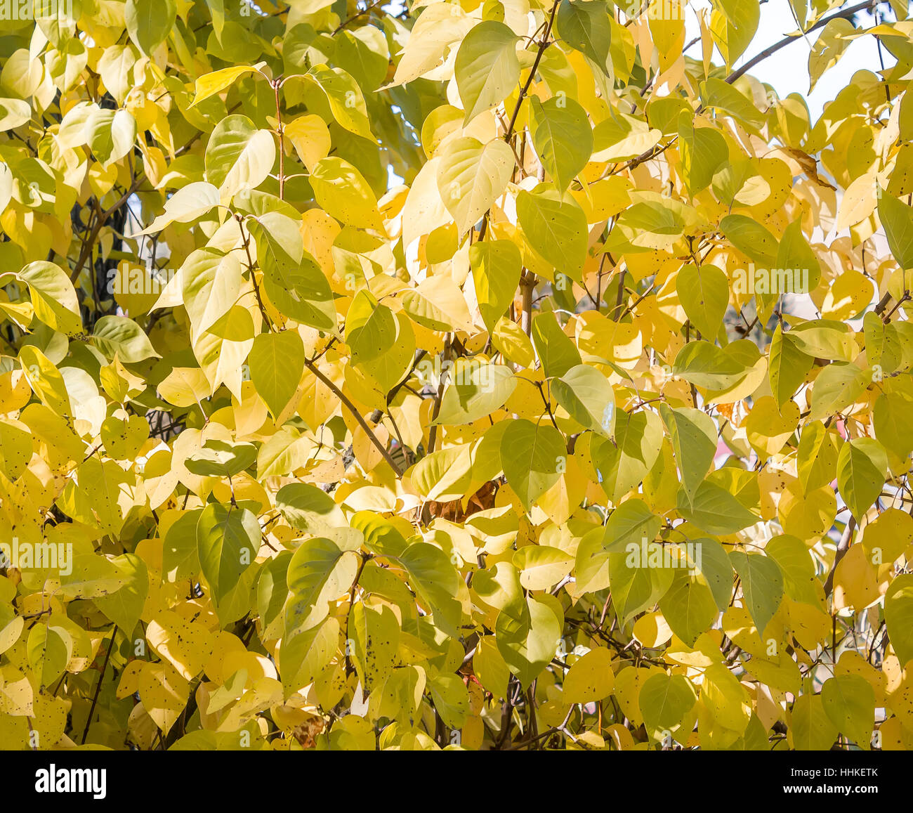 backdrop, background, fall, autumn, close, leaf, macro, close-up, macro ...