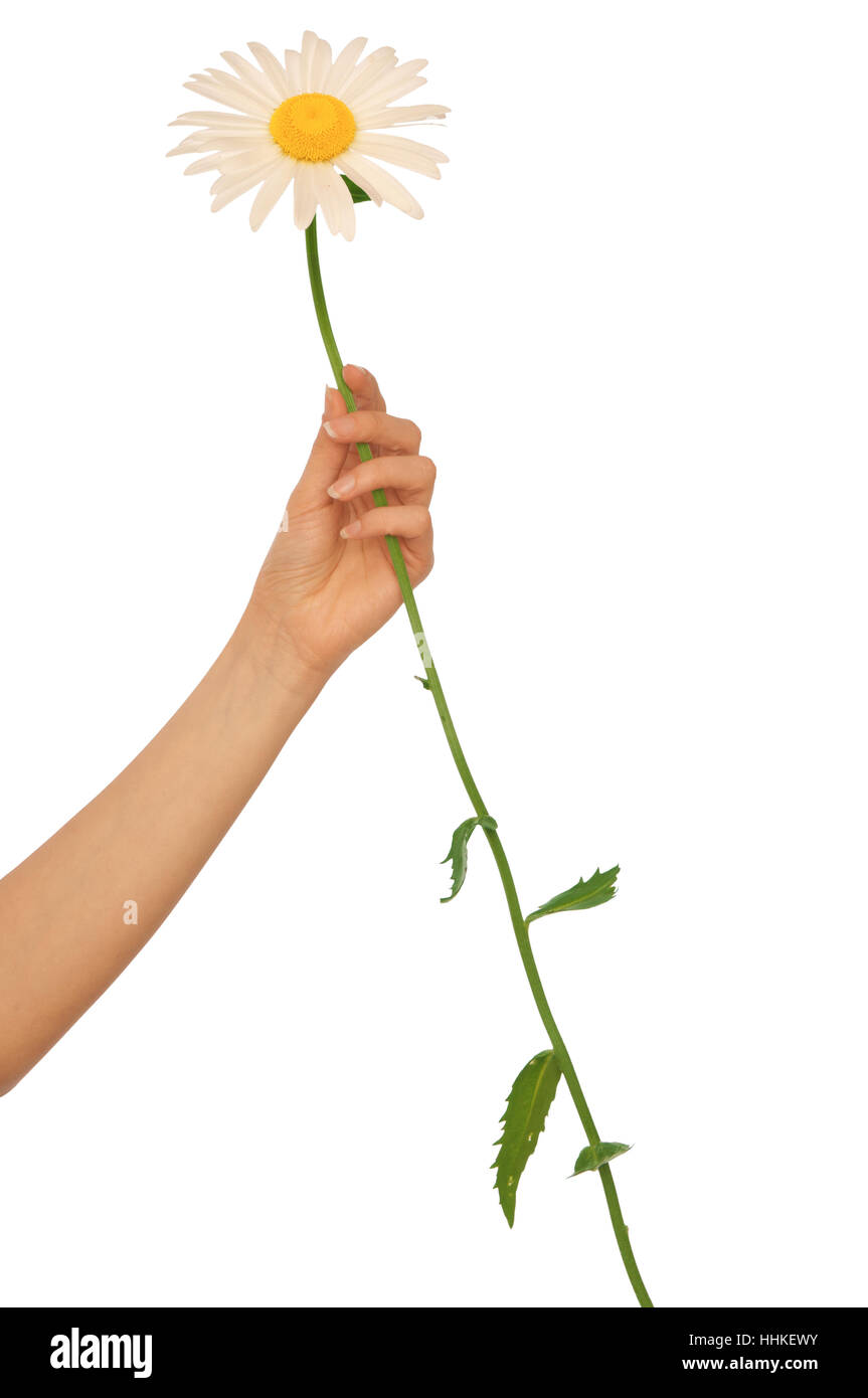 Daisy pluck petal hi-res stock photography and images - Alamy