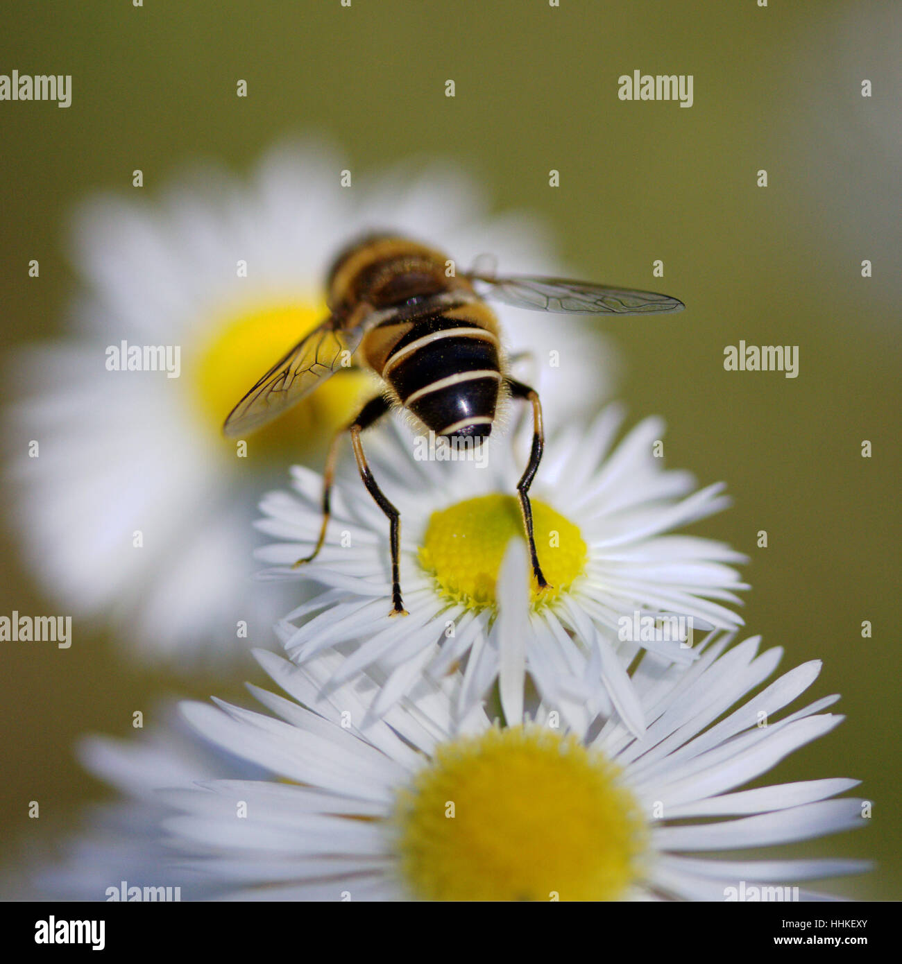 insect, wing, float, fly, levitation, flies, flys, flying, insect ...