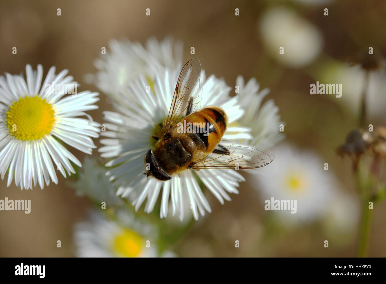 Schlammbiene hi-res stock photography and images - Alamy
