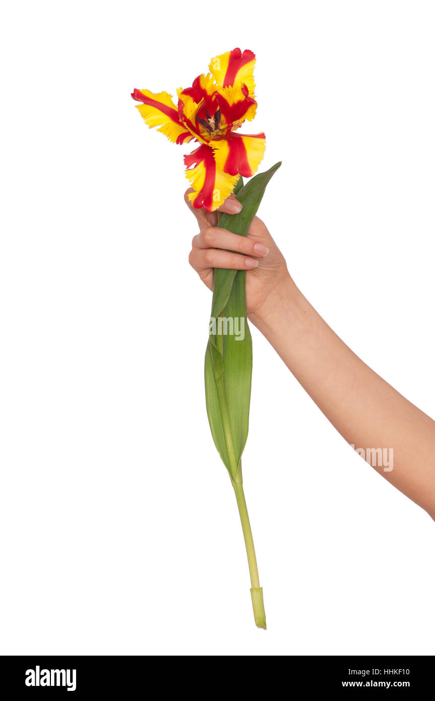 Tulip fingers Cut Out Stock Images & Pictures - Alamy
