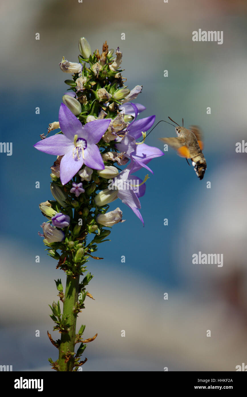 nibble, flower, plant, butterfly, water, mediterranean, salt water, sea ...
