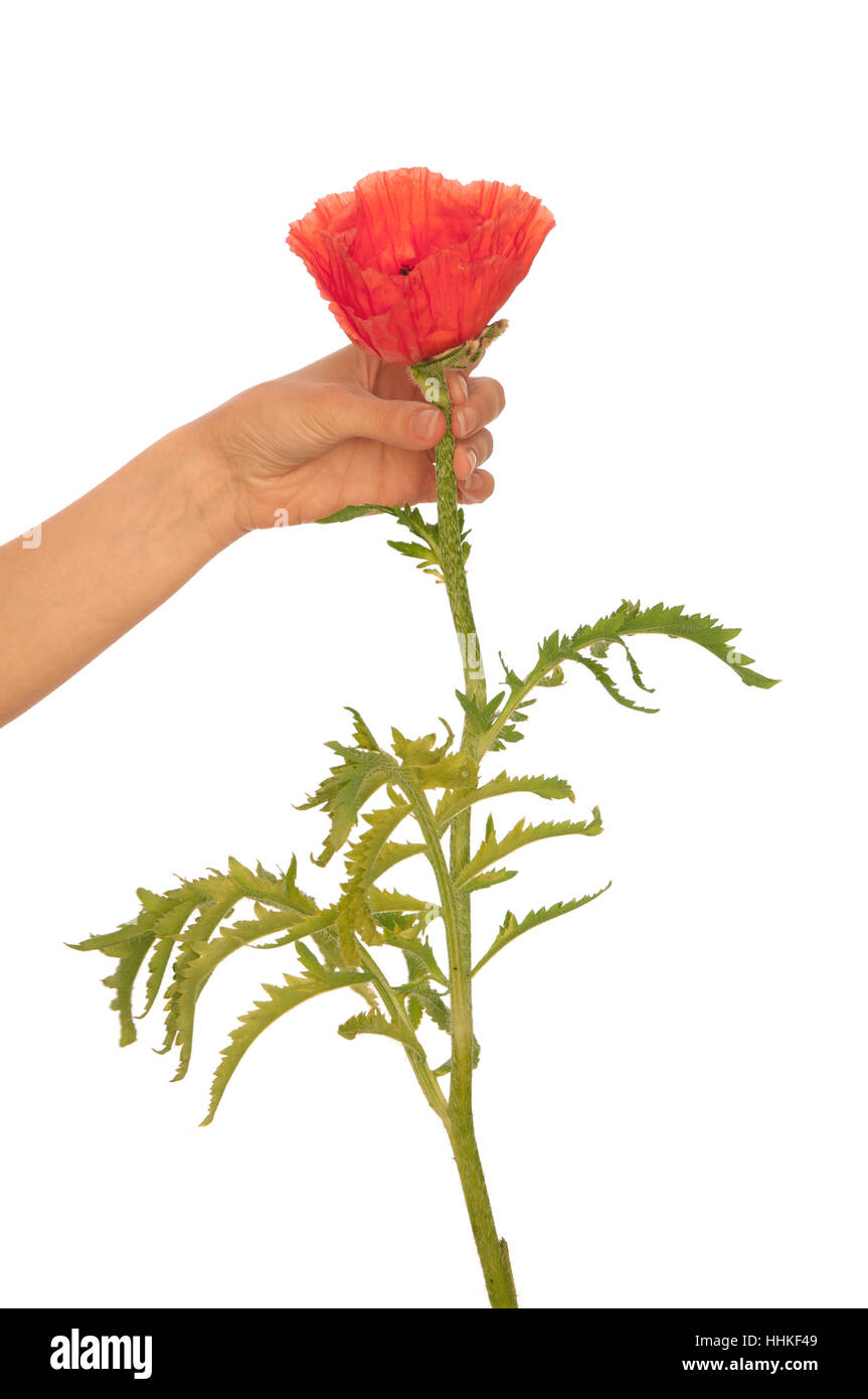 hand, flower, plant, poppy, hold, red, beauty, floral, hand, female ...