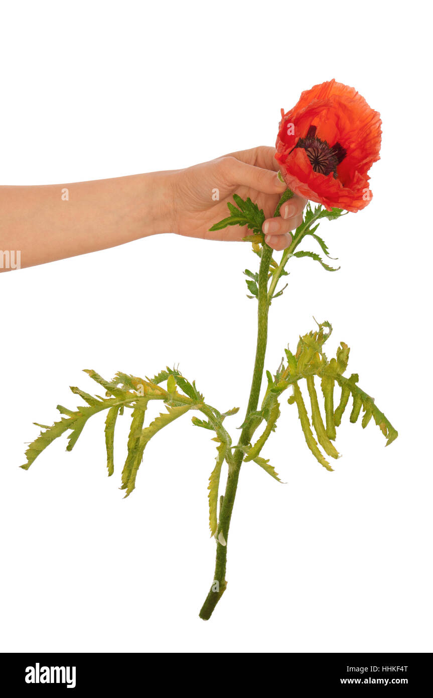 hand, flower, plant, poppy, hold, red, beauty, floral, hand, female ...