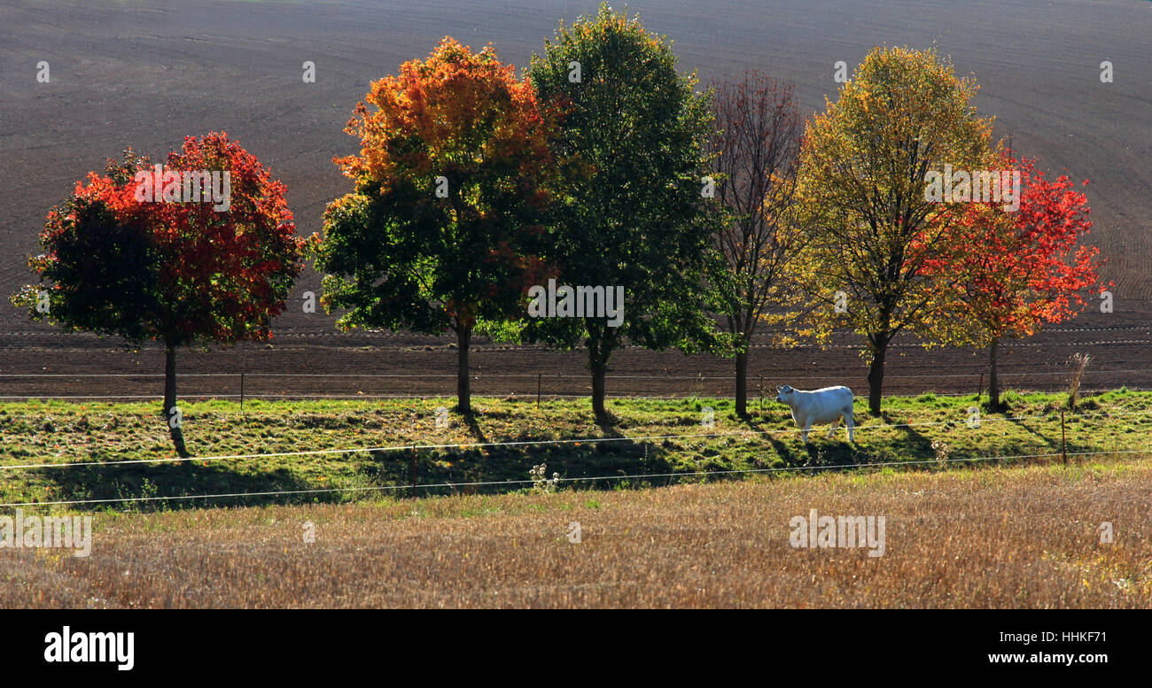 tree, trees, october, scenery, countryside, nature, fall, autumn ...
