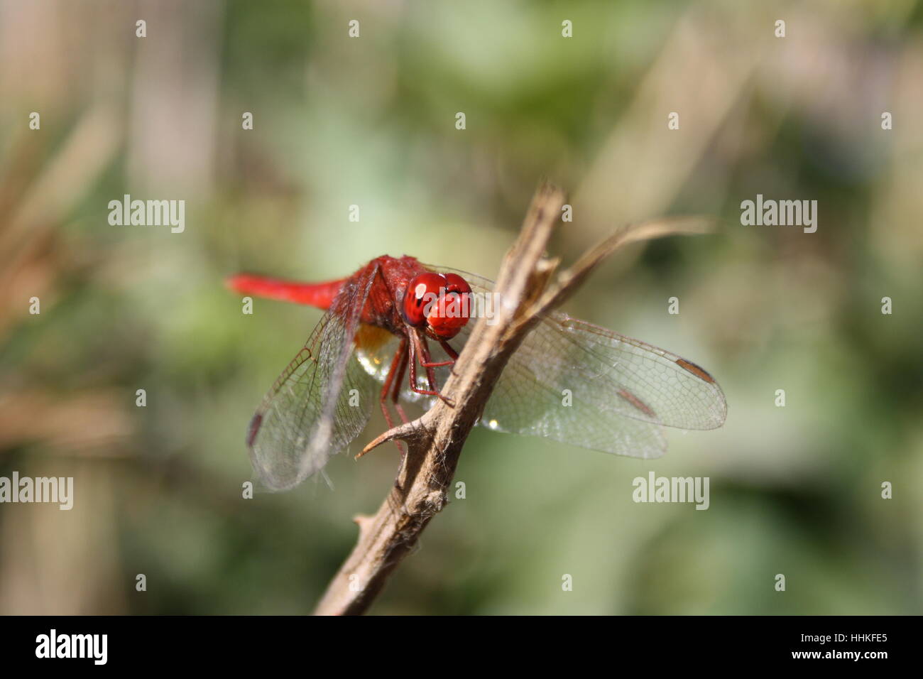 flight, insect, mallorca, wing, dragonfly, red, flight, insect ...