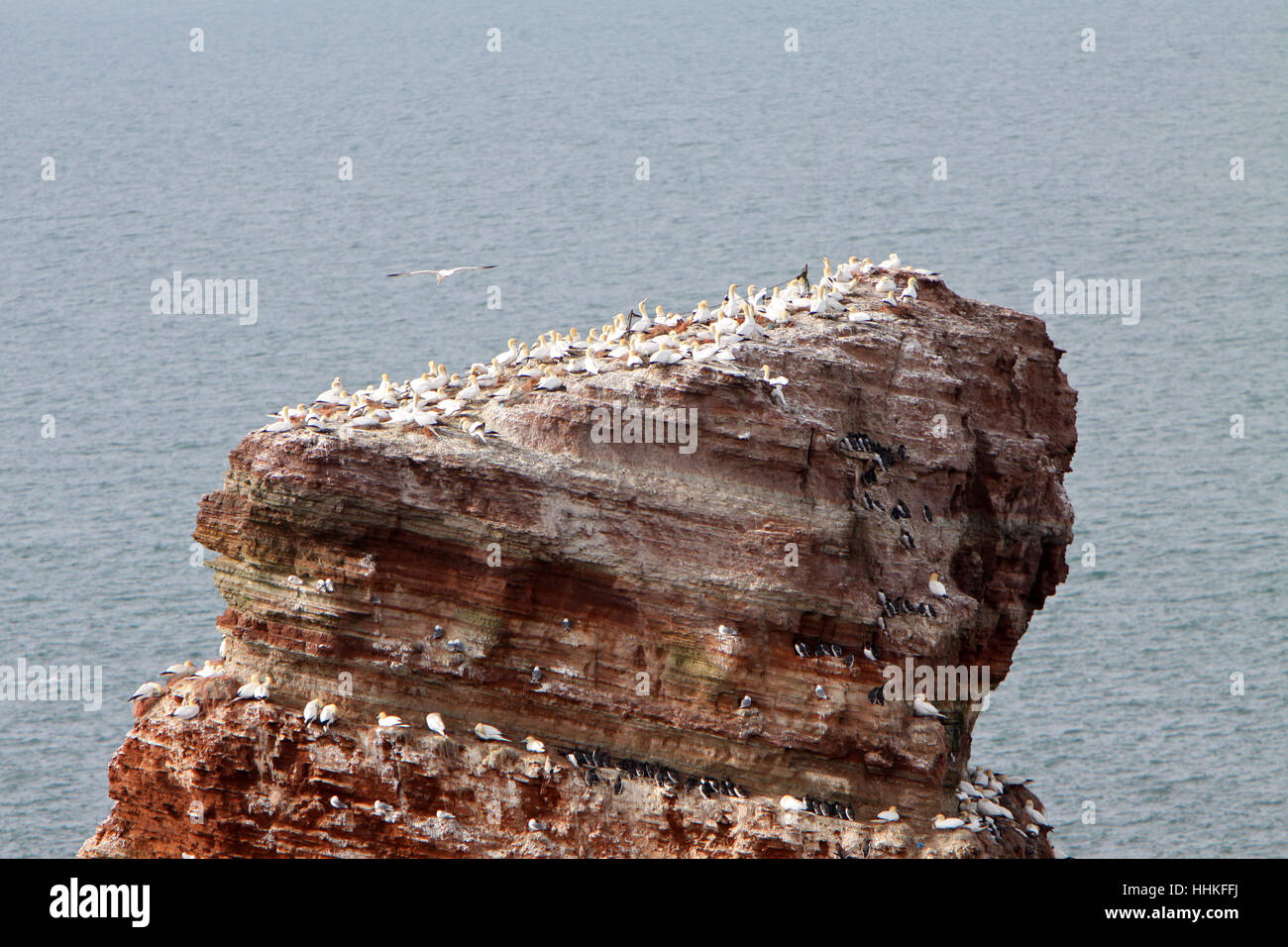 rock, North Sea island, red, blue, water, north sea, salt water, sea ...