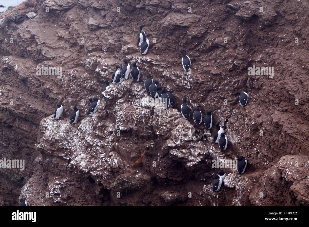 bird, birds, rock, isle, island, bird, water, north sea, salt water ...