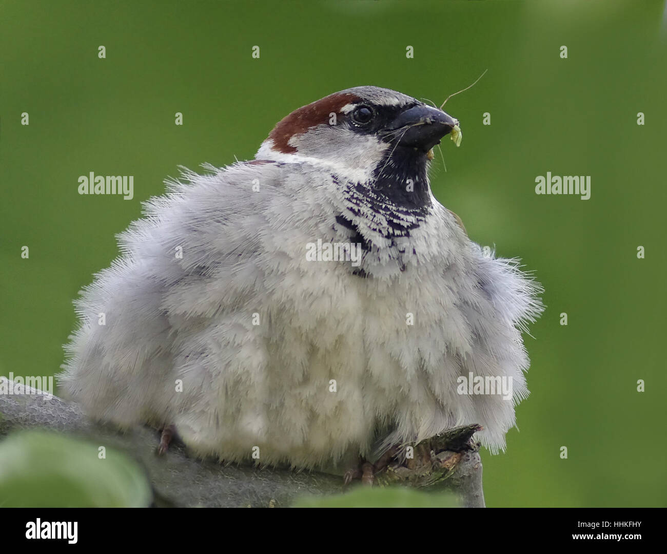 house sparrow fluffed Stock Photo - Alamy