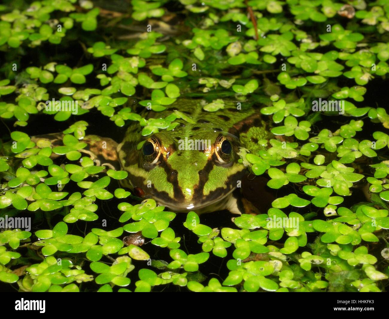 green, frog, camouflage, fresh water, pond, water, masked, garden pond ...