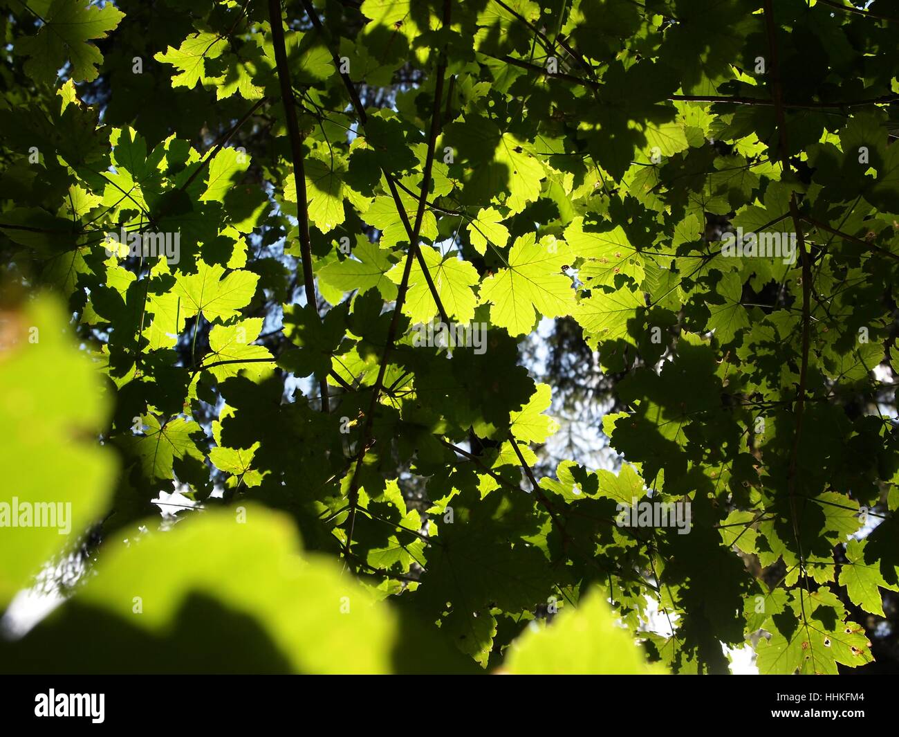 Canopy model hi-res stock photography and images - Alamy