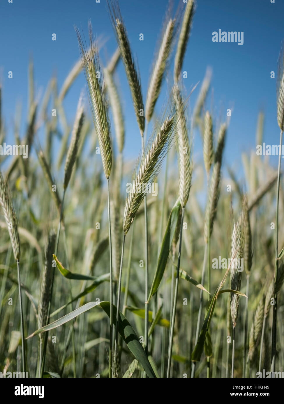 Awn botany hi-res stock photography and images - Alamy