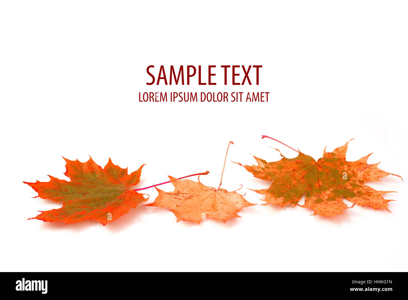 backdrop, background, fall, autumn, object, macro, close-up, macro ...