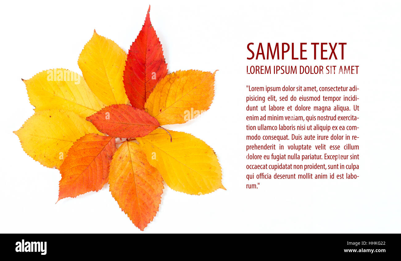 backdrop, background, fall, autumn, object, macro, close-up, macro ...