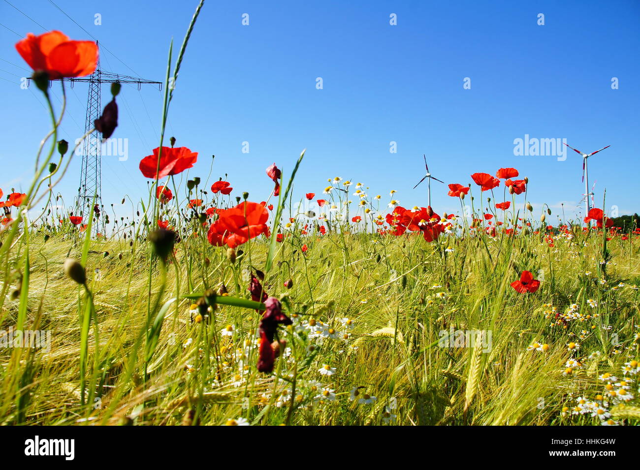 poppy, wind energy, scenery, countryside, nature, pinwheel, field ...