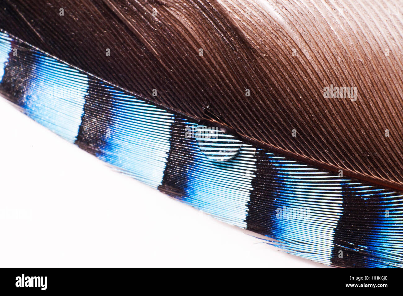 Blue feather hi-res stock photography and images - Alamy
