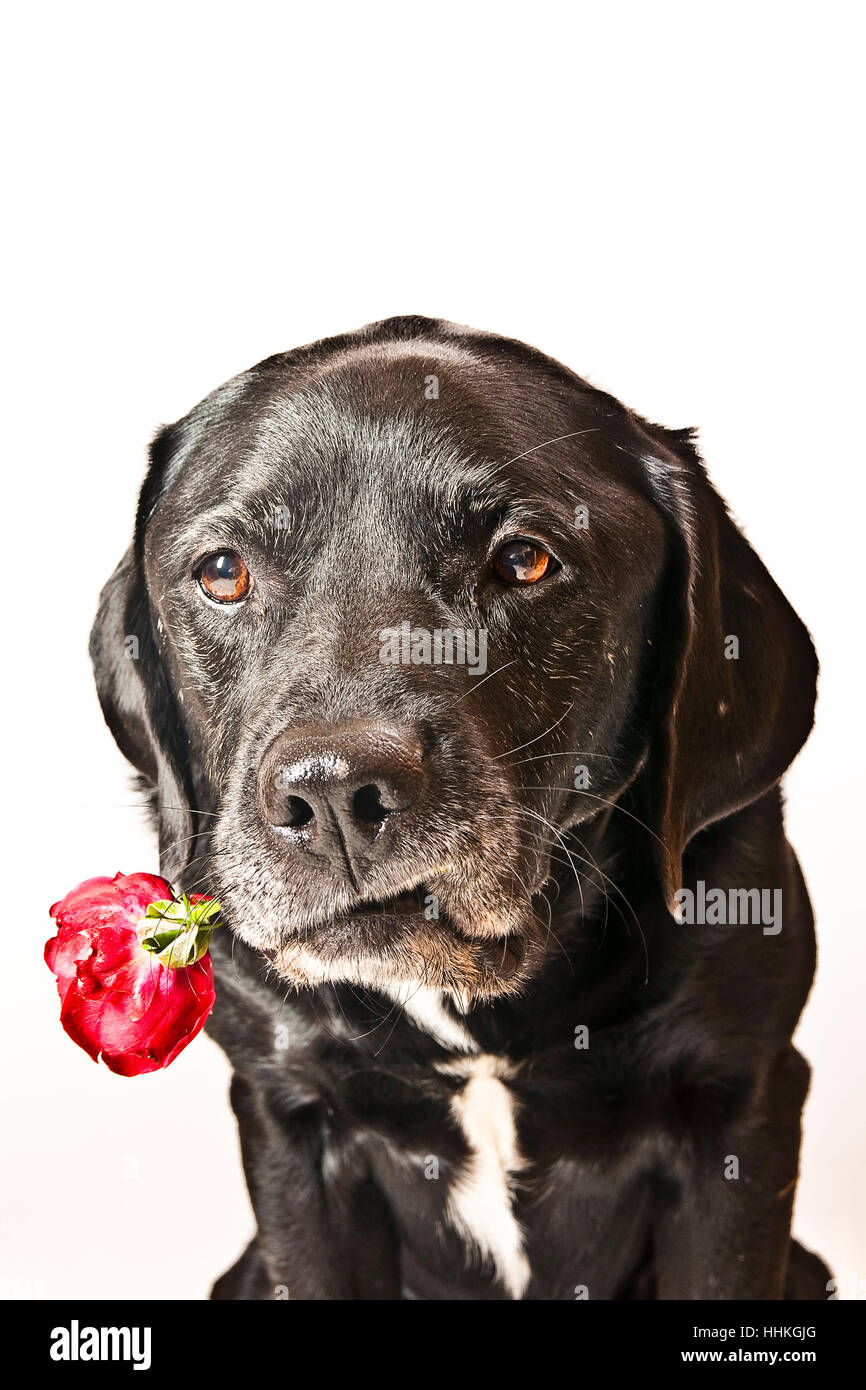 labrador in front of white background with red rose Stock Photo - Alamy